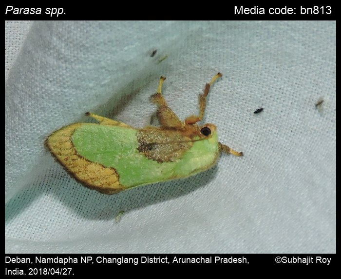 Parasa Spp Moore 1860 Moths