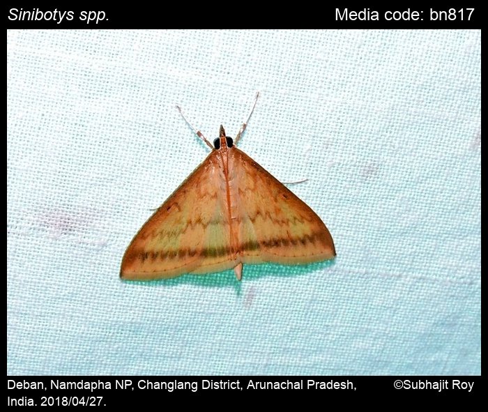 Sinibotys Spp Munroe Mutuura 1969 Moths