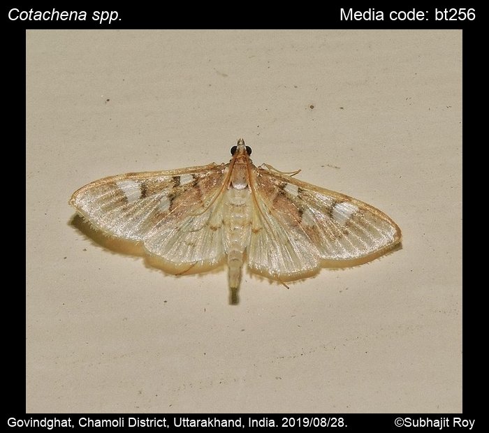 Cotachena Spp Moore 1885 Moths
