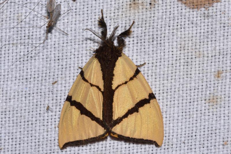 Numenes siletti | Moths