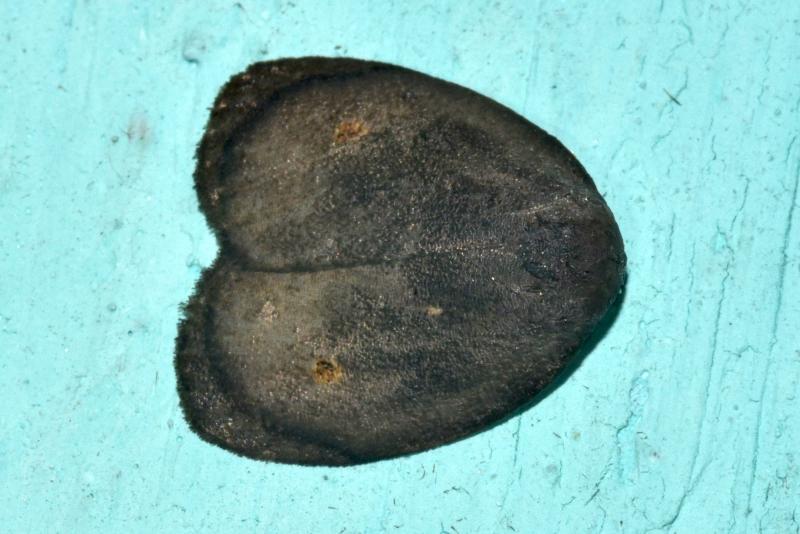 Hemonia rotundata | Moths