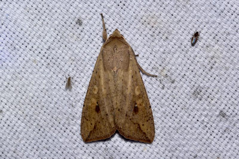 Mythimna separata | Moths