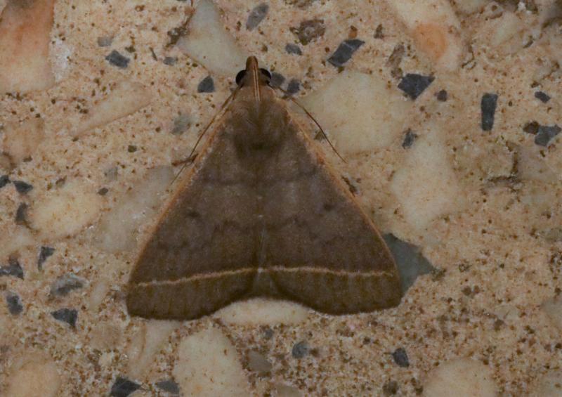 Simplicia spp. | Moths