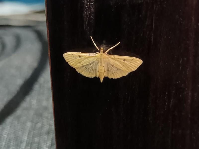 Herpetogramma basalis | Moths