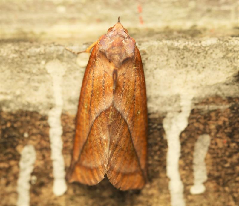 Calyptra spp. | Moths