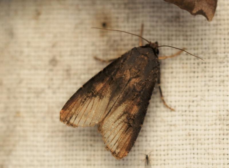 Agrotis spp. | Moths