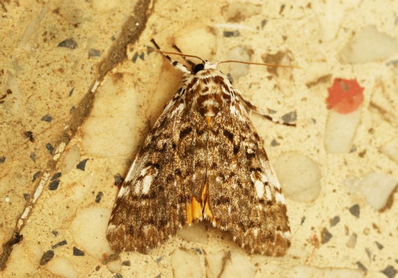 Tambana subflava | Moths