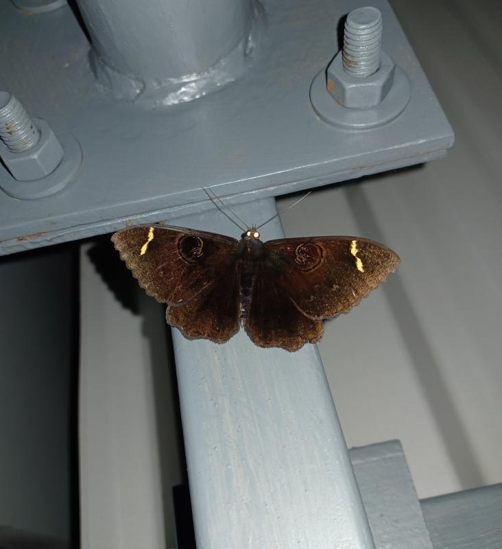 Erebus hieroglyphica | Moths