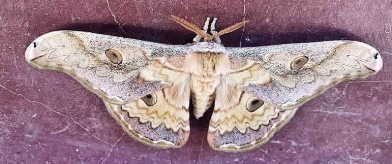 Saturnia thibeta | Moths