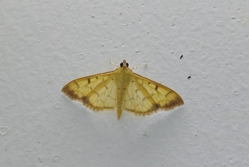 Patania balteata | Moths