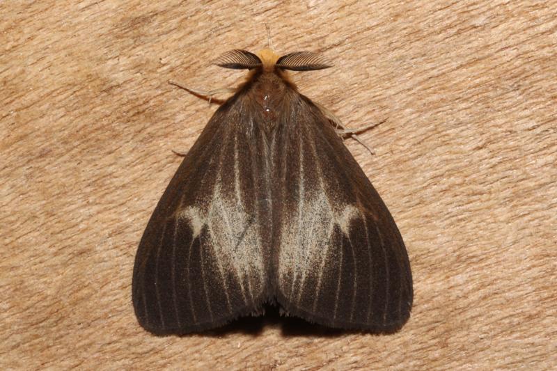 Pantana luteiceps | Moths