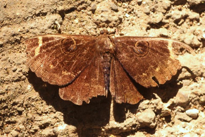 Erebus hieroglyphica | Moths