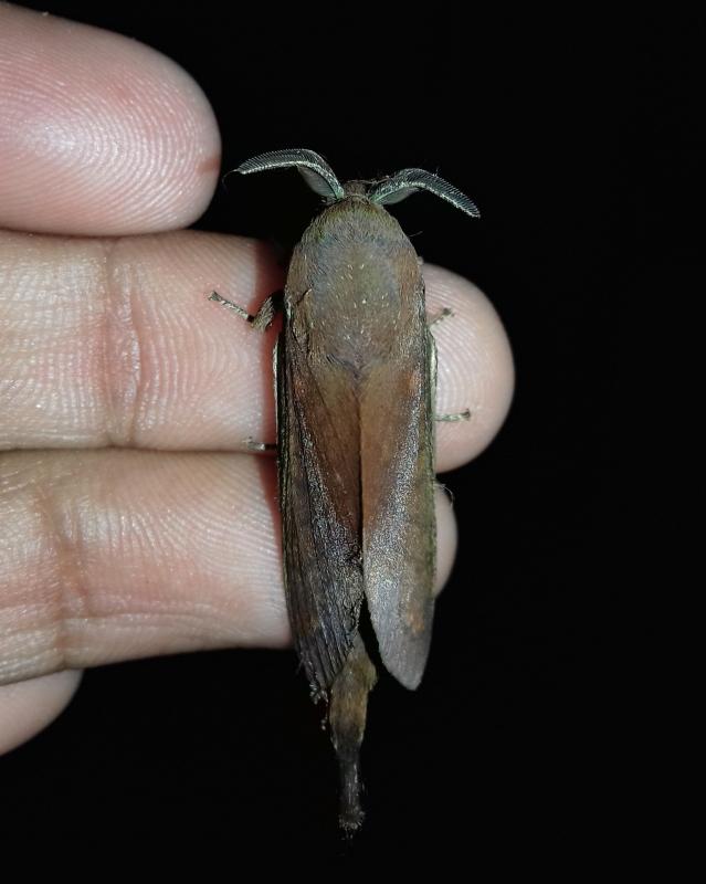 Suana concolor | Moths