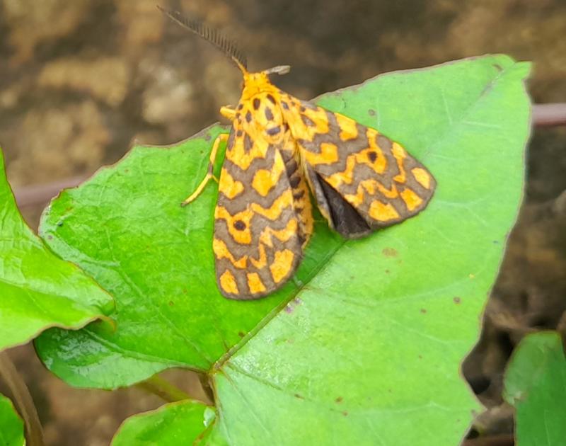 Nepita conferta | Moths