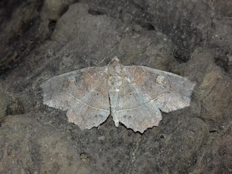 Tamba spp. | Moths