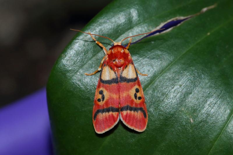 Cyana coccinea | Moths