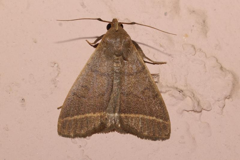 Simplicia spp. | Moths