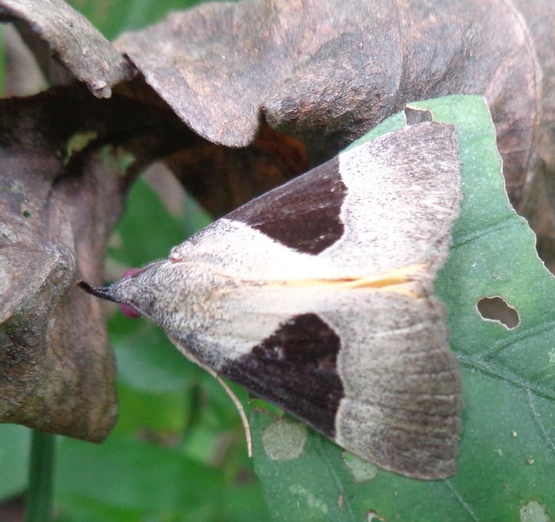 Dichromia sagitta | Moths