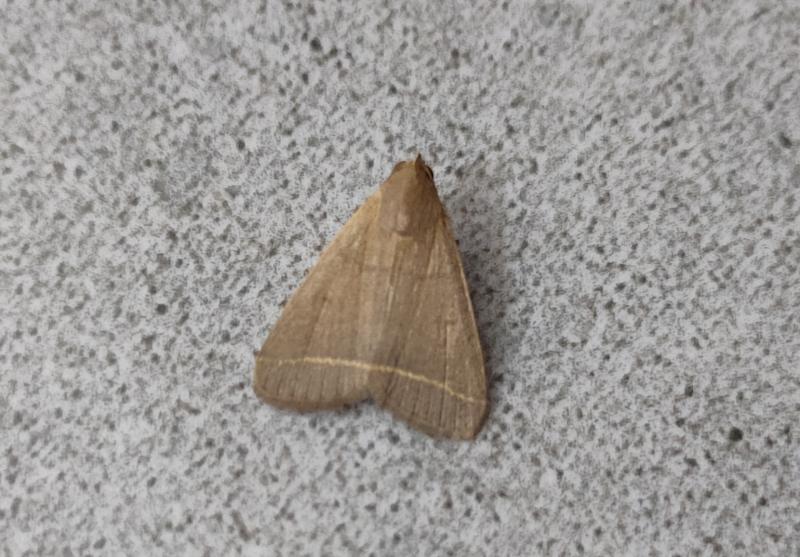 Simplicia spp. | Moths