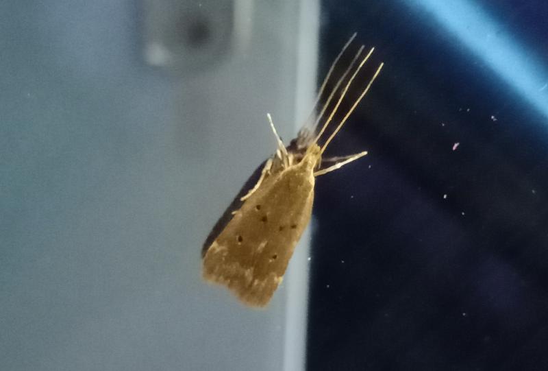 Lecithoceridae-genera spp. | Moths