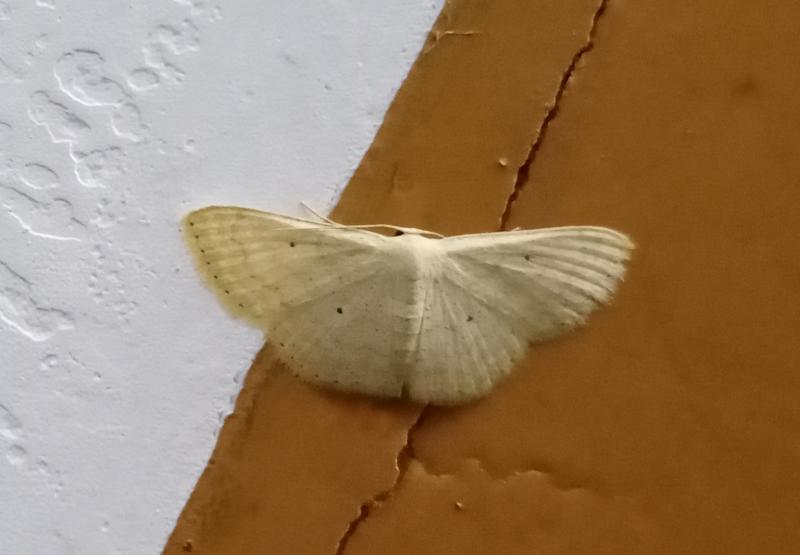 Scopula spp. | Moths