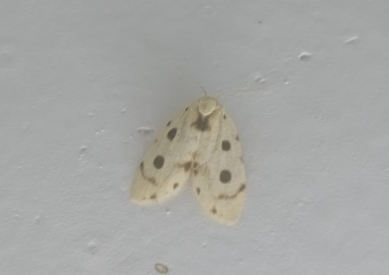 Aemene spotoptera | Moths