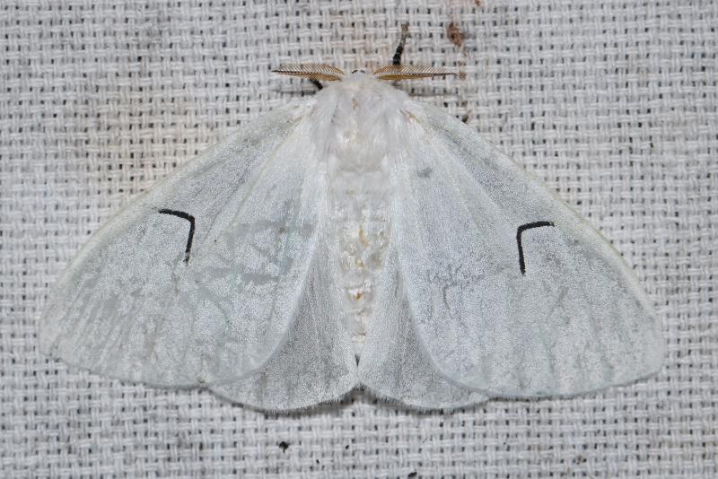 Arctornis l-nigrum | Moths