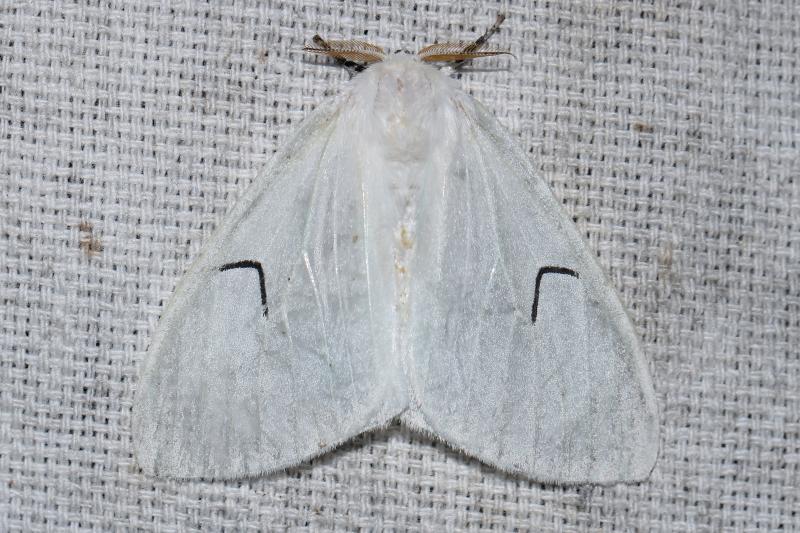 Arctornis l-nigrum | Moths