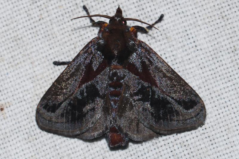 Phocoderma velutina | Moths
