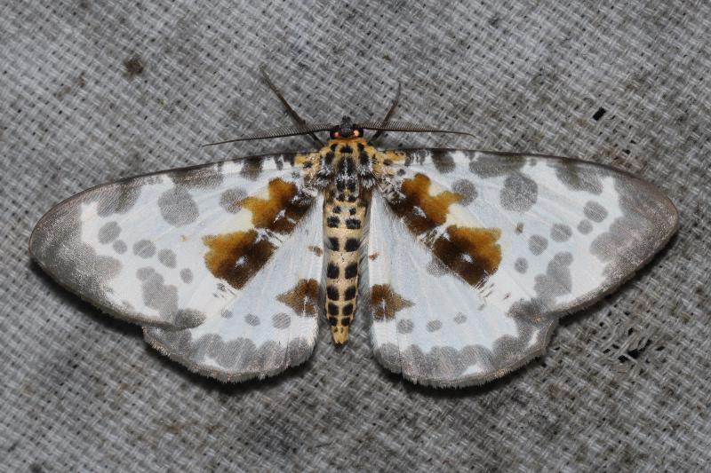 Dalima spontaneata | Moths