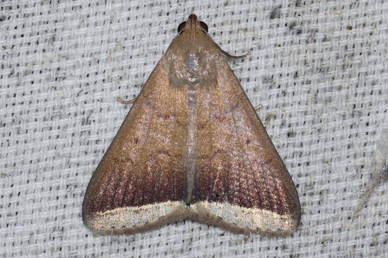 Simplicia spp. | Moths