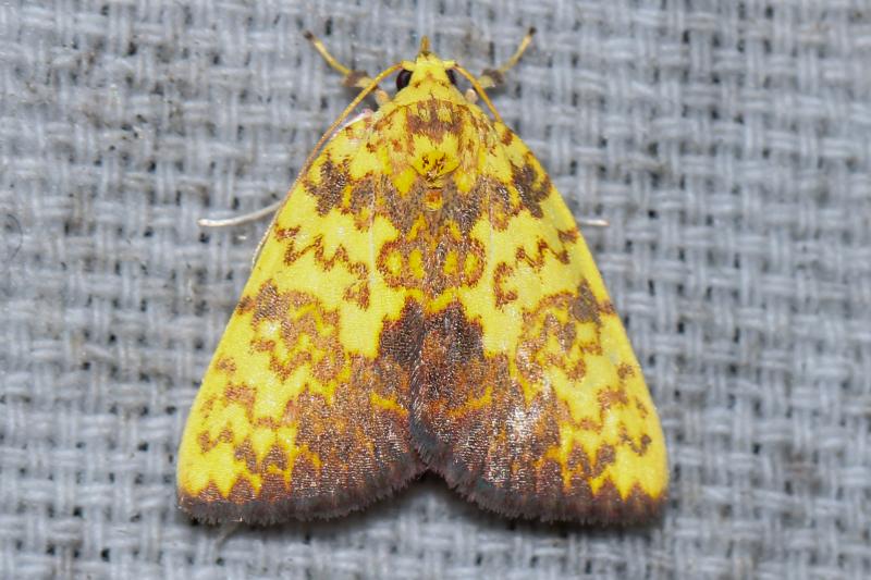 Siglophora ferreilutea | Moths