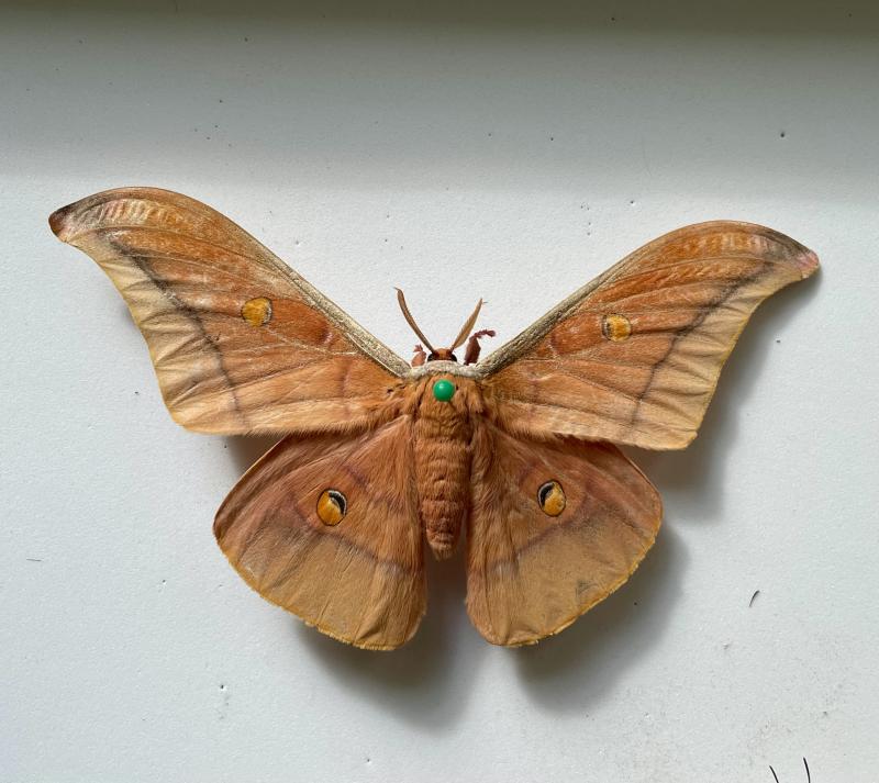 Antheraea roylei | Moths