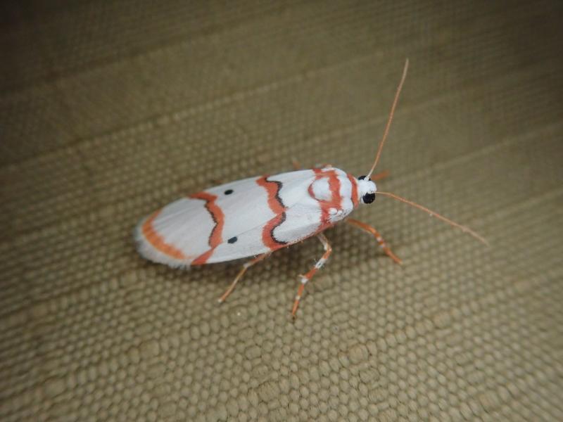 Cyana spp. | Moths