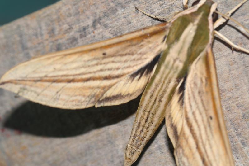 Cechetra lineosa | Moths