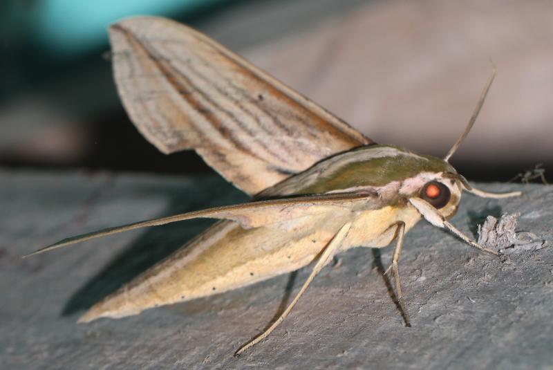 Cechetra lineosa | Moths