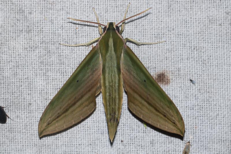 Cechetra lineosa | Moths