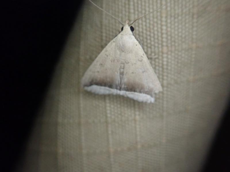 Simplicia spp. | Moths