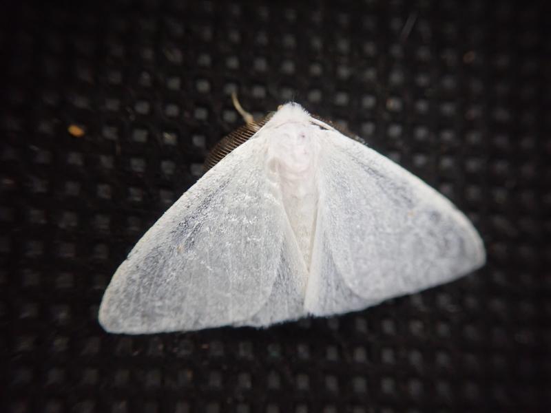 Arctornis spp. | Moths