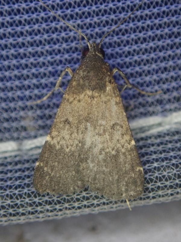 Hydrillodes spp. | Moths