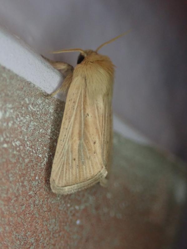 Noctuinae-genera spp. | Moths