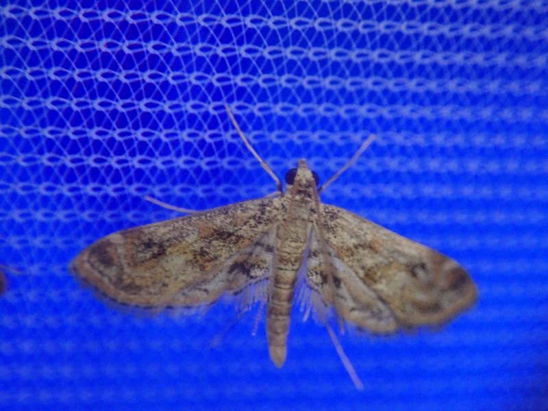 Parapoynx spp. | Moths