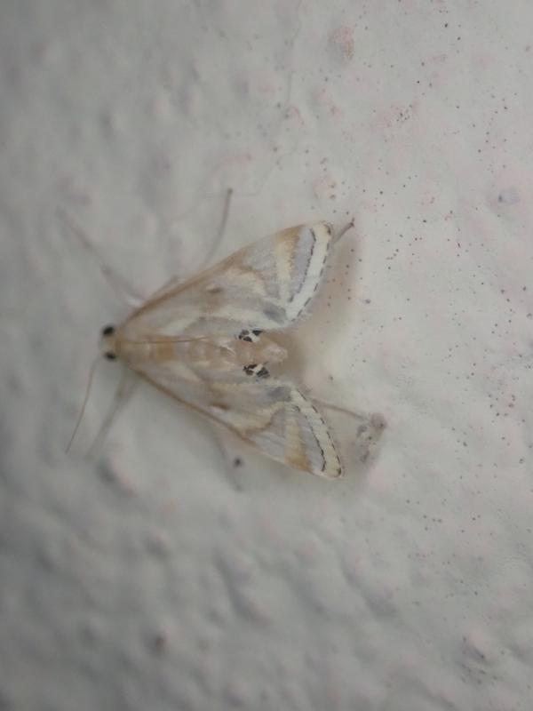 Eoophyla spp. | Moths