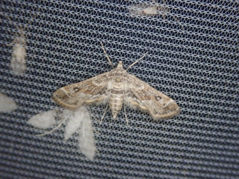 Parapoynx affinialis | Moths