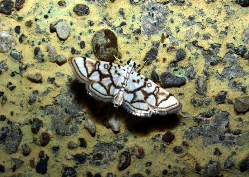 Elophila scitalis | Moths