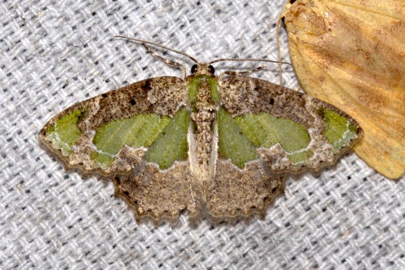 Eucyclodes discipennata | Moths