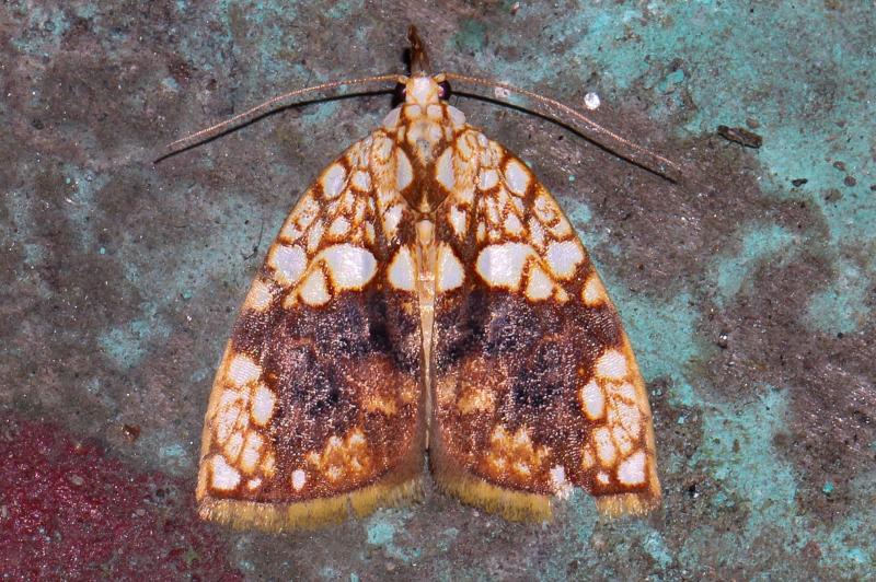 Gabala argentata | Moths