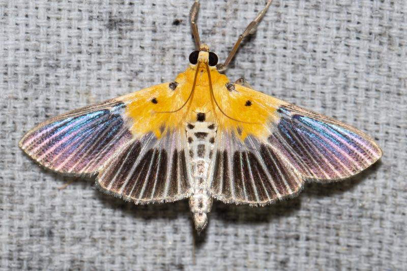 Nevrina procopia | Moths