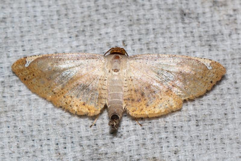 Calindoea spp. | Moths