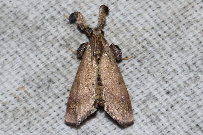 Sacada spp. | Moths